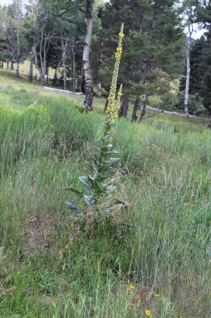 Mullein, Not Just a Common Weed - Countryside